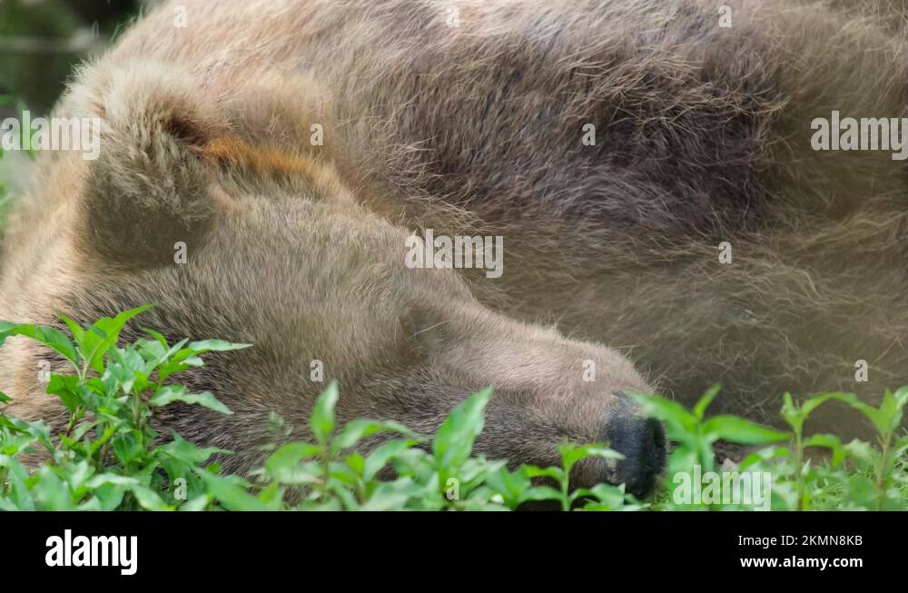 Hibernation bear Stock Videos & Footage - HD and 4K Video Clips - Alamy