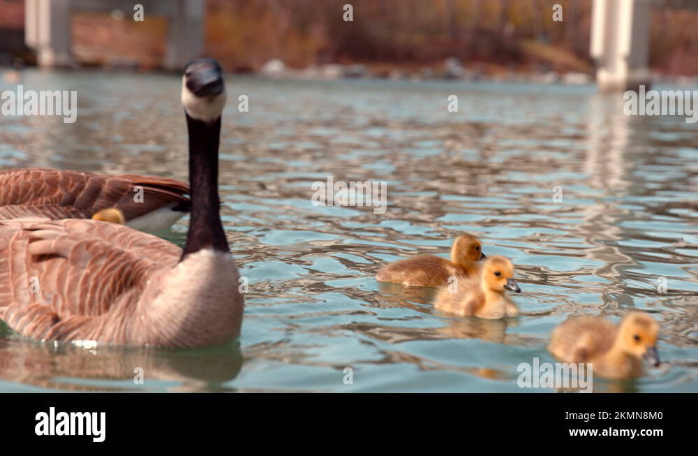 A mother and father Canadian goose tend to their baby goslings as they ...