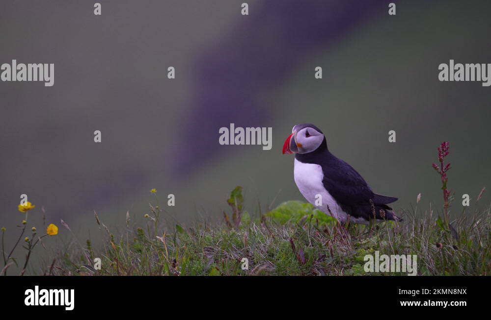 Sea parrots Stock Videos & Footage - HD and 4K Video Clips - Alamy