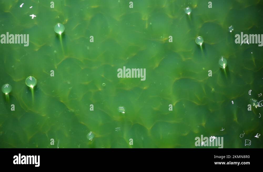 Very pale green Stock Videos & Footage - HD and 4K Video Clips - Alamy
