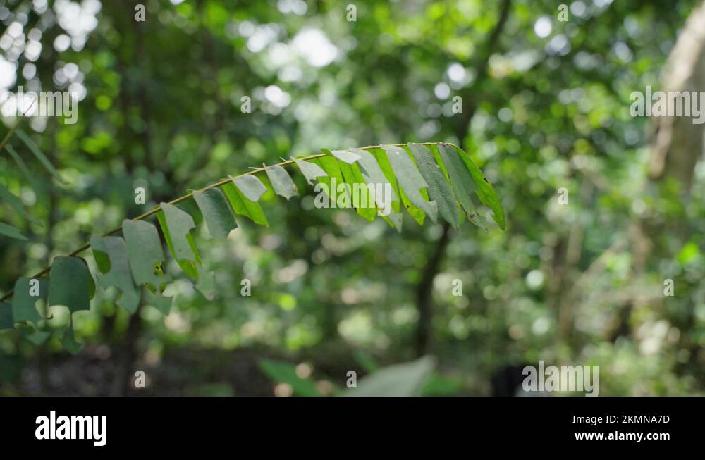 Tropical rainforest environment Stock Videos & Footage - HD and 4K ...