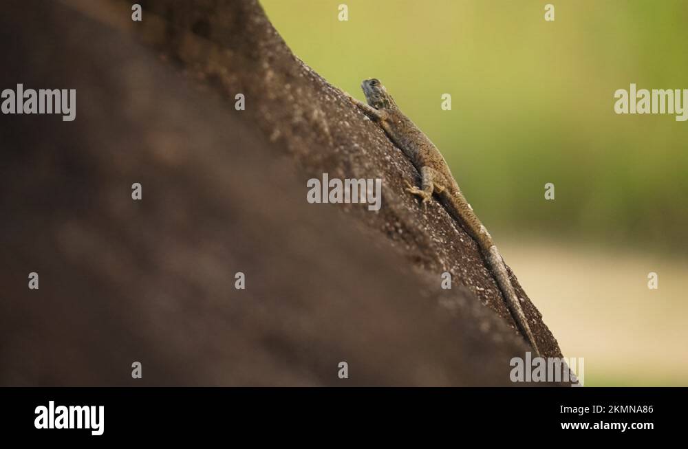 Macro lizard rainforest Stock Videos & Footage - HD and 4K Video Clips ...