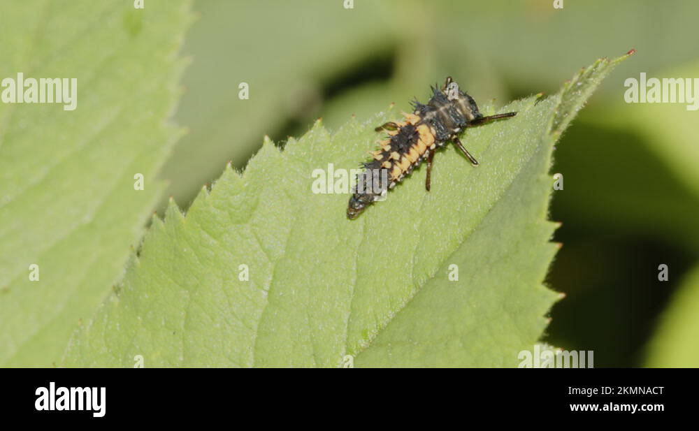Beautiful lady beetle Stock Videos & Footage - HD and 4K Video Clips ...