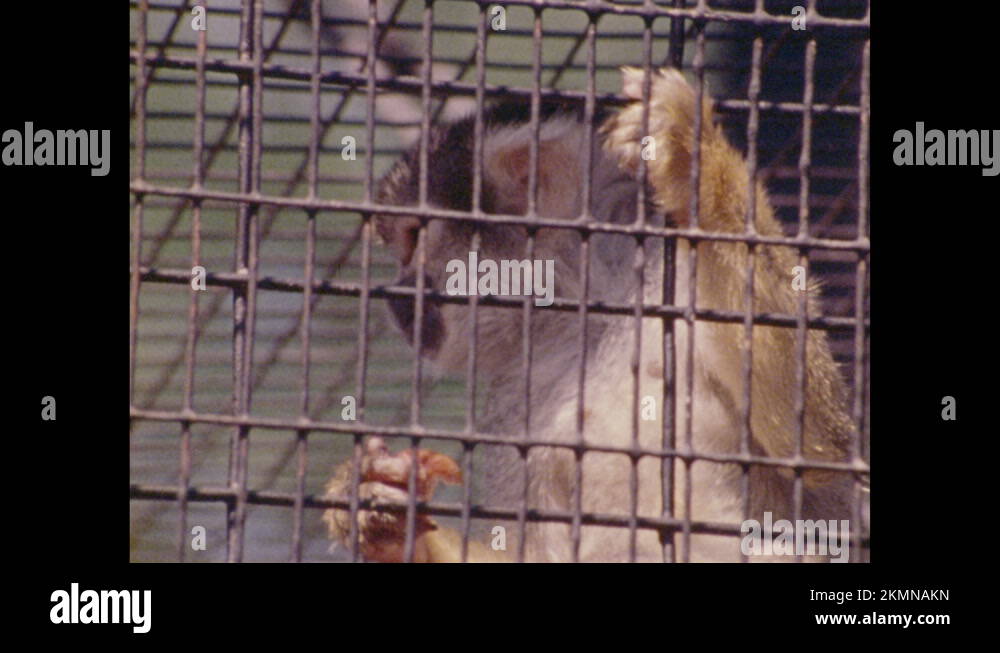 Monkey word Stock Videos & Footage - HD and 4K Video Clips - Alamy
