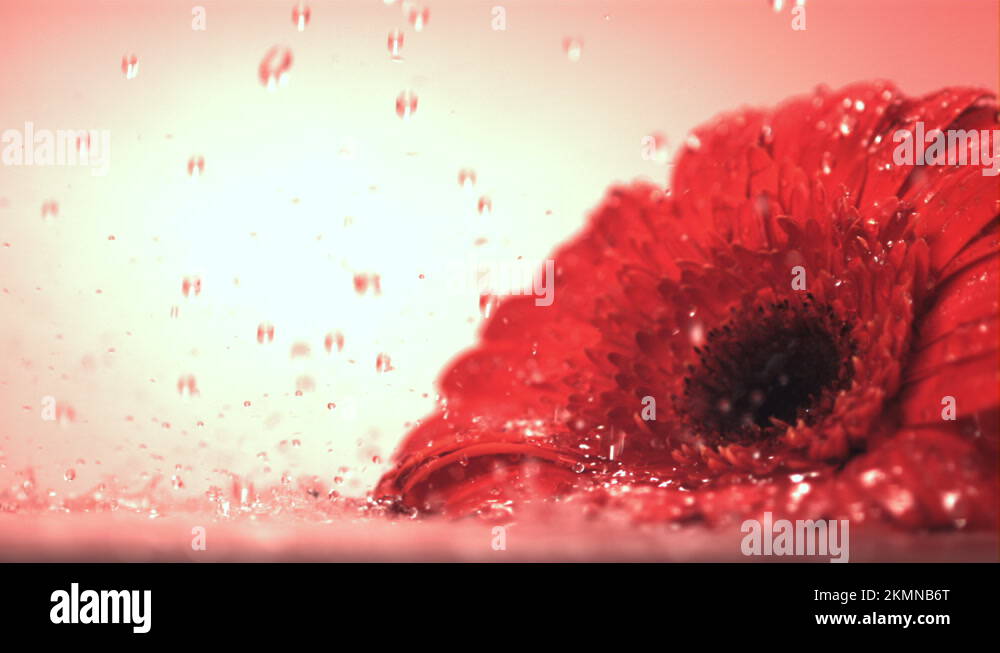 Super fragrant plant Stock Videos & Footage - HD and 4K Video Clips - Alamy