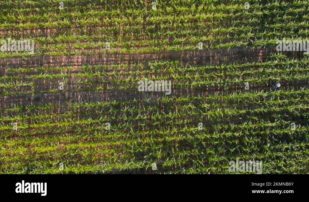 Farmer walking through cornfield top view. Man going between corn rows ...
