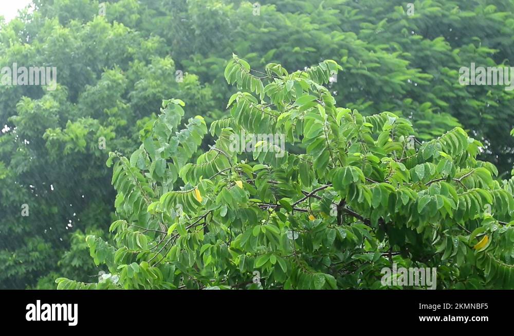 Green leaf tree in woods Stock Videos & Footage - HD and 4K Video Clips ...