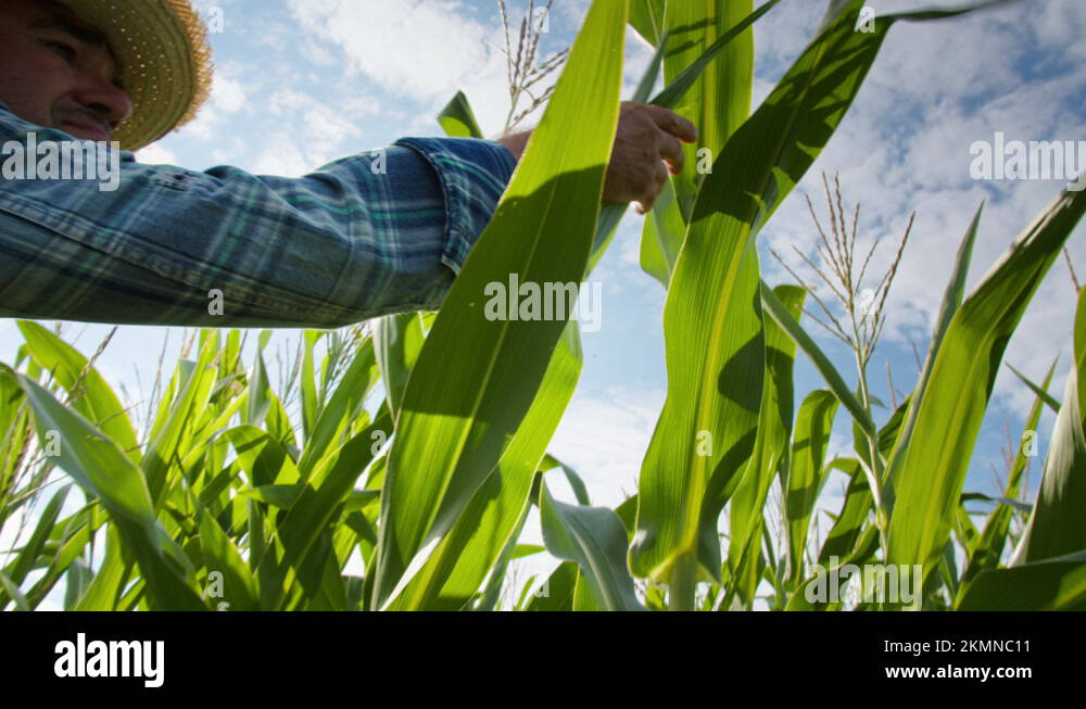 Farmer wearing straw hat walking through corn field. Man going between ...