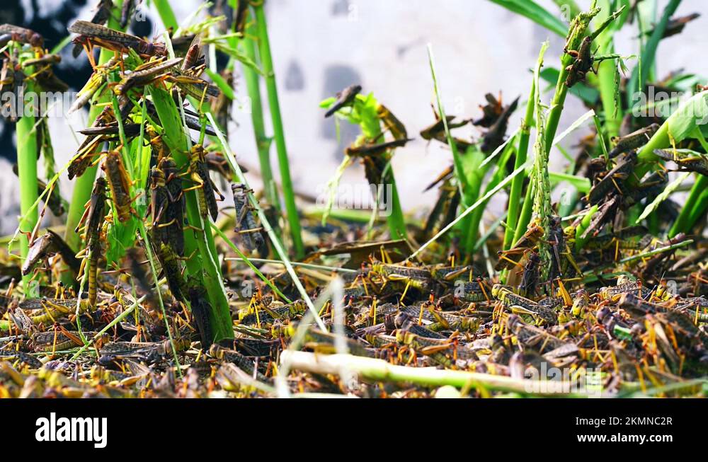 China famine Stock Videos & Footage - HD and 4K Video Clips - Alamy