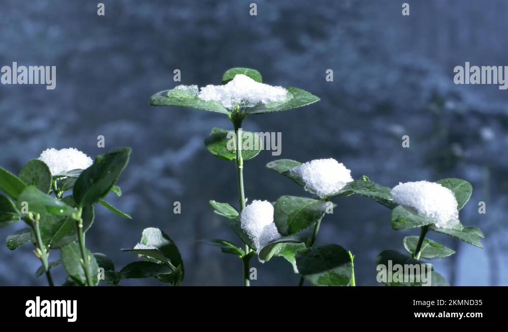 Snow melting process Stock Videos & Footage - HD and 4K Video Clips - Alamy