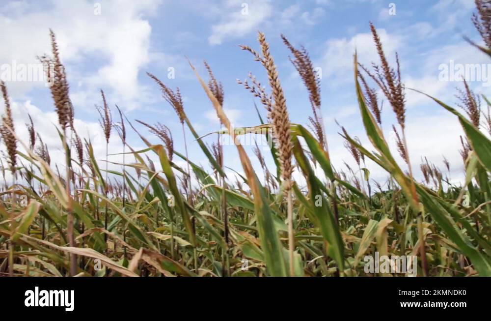 Planting sorghum Stock Videos & Footage - HD and 4K Video Clips - Alamy