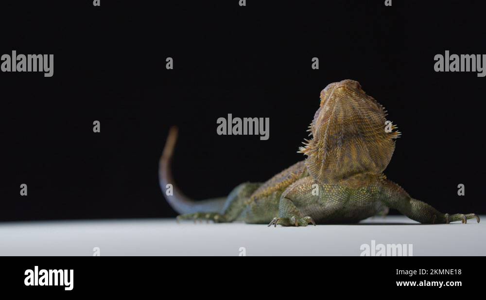 Beautiful bearded dragon in the studio, big lizard with spiky skin, 4k ...