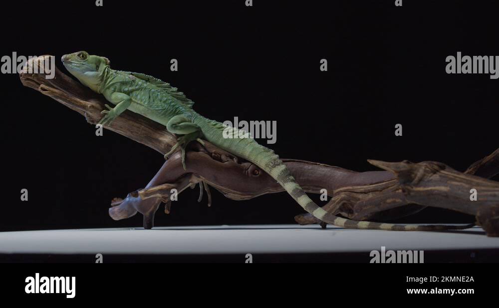 Green iguana tail Stock Videos & Footage - HD and 4K Video Clips - Alamy