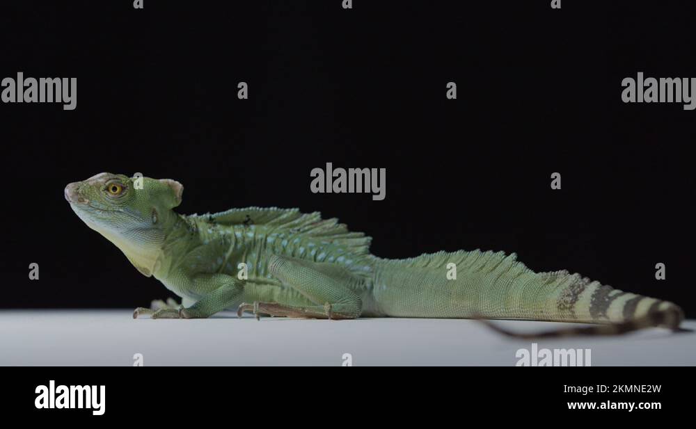 Green iguana with striped tail is looking around, studio footage ...