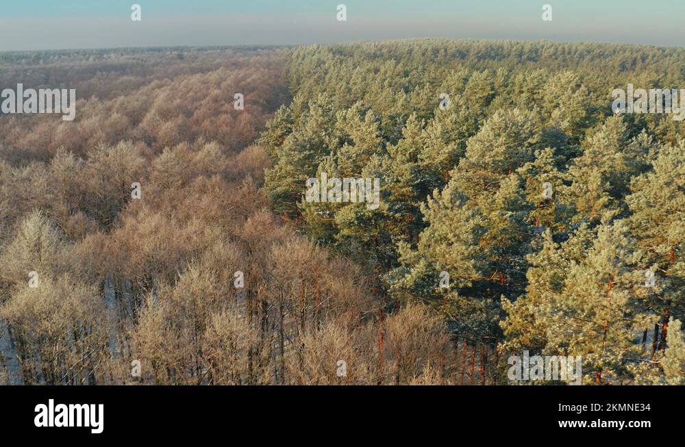 Deciduous tree without foliage Stock Videos & Footage - HD and 4K Video ...