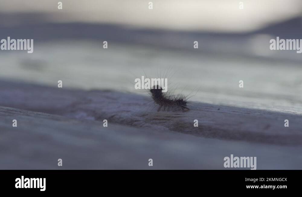 Wild Gypsy Moth Caterpillar Standing, Pest invasive Insect In Canada ...