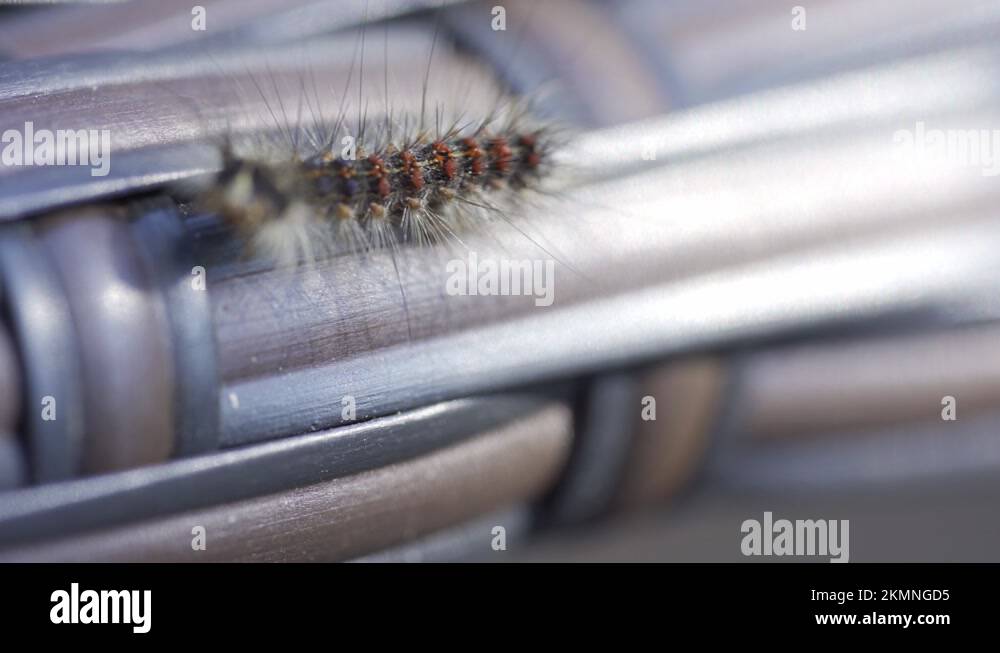 Invasive pest Stock Videos & Footage - HD and 4K Video Clips - Alamy