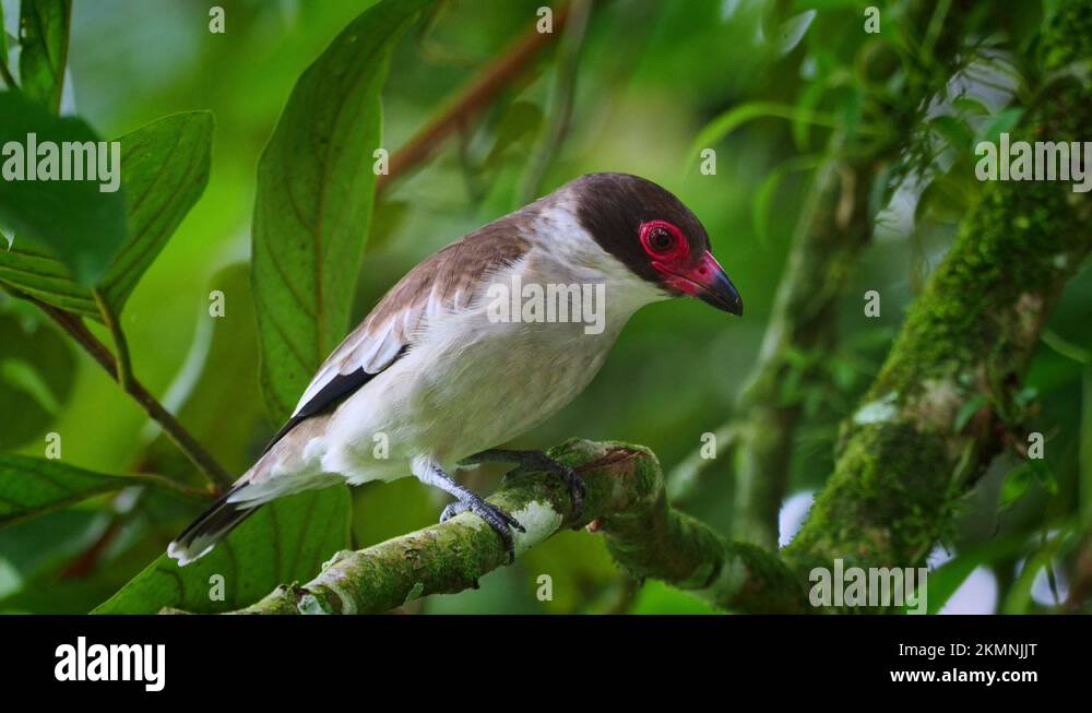 Passerine birding Stock Videos & Footage - HD and 4K Video Clips - Alamy