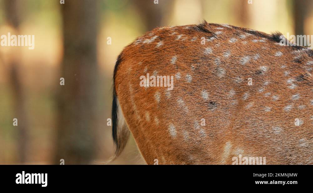 Fallow deer dama dama in a forest Stock Videos & Footage - HD and 4K ...
