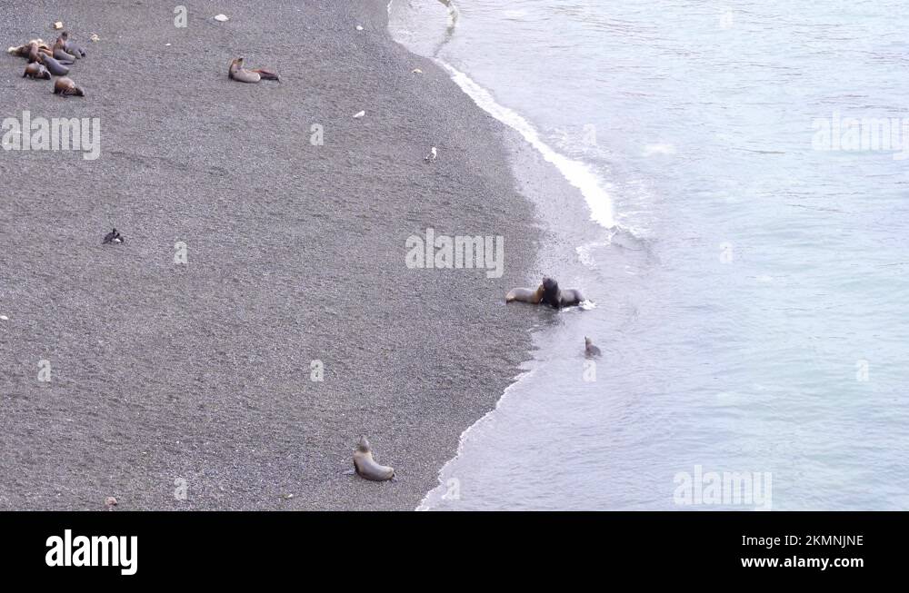 Ocean wolf sea wild animals on the reverse marine. Ocean water swash on ...