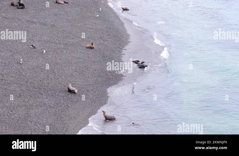 sea wolf swimming in the coastal beach of the ocean. Birds and the sea ...