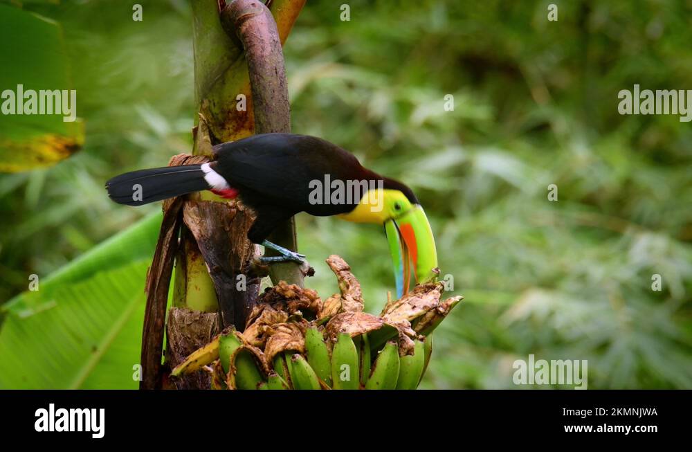 Keel-billed Toucan - Ramphastos sulfuratus also known as sulfur ...