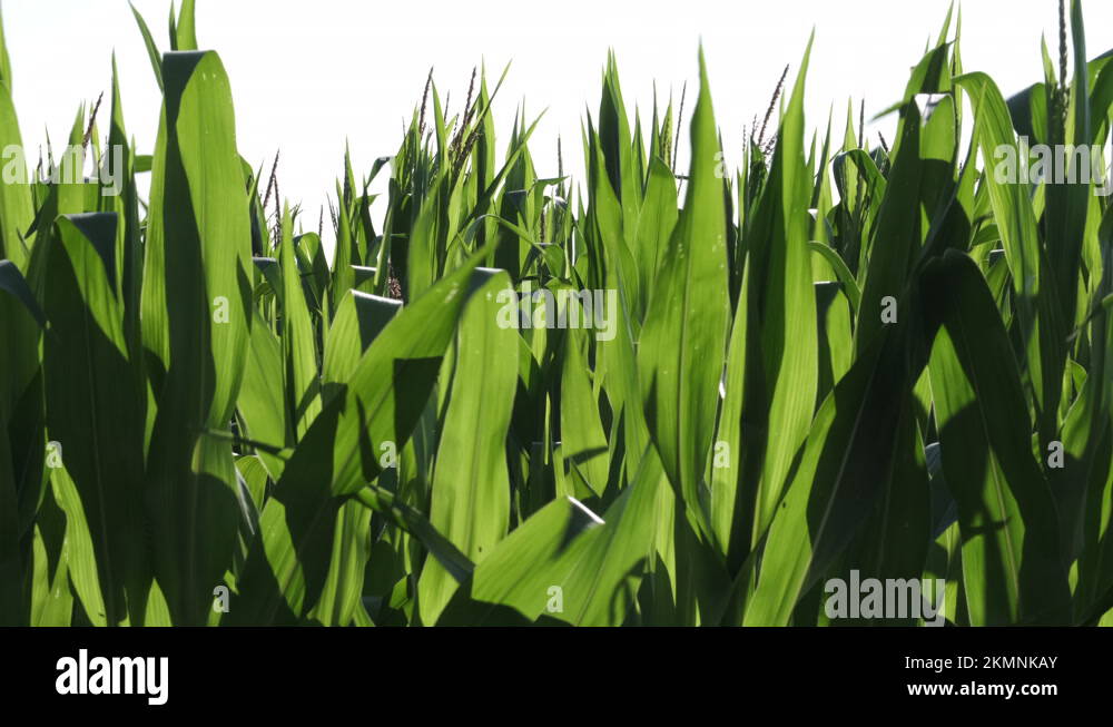 Crop of maize Stock Videos & Footage - HD and 4K Video Clips - Alamy