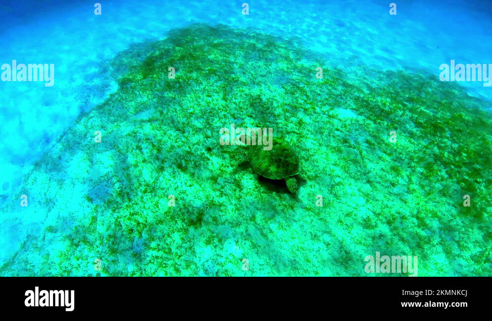 UNDERWATER - Green sea turtle around Buck Island, St. John, U.S. Virgin ...