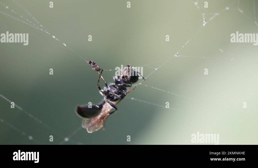 Spiders bite Stock Videos & Footage - HD and 4K Video Clips - Alamy