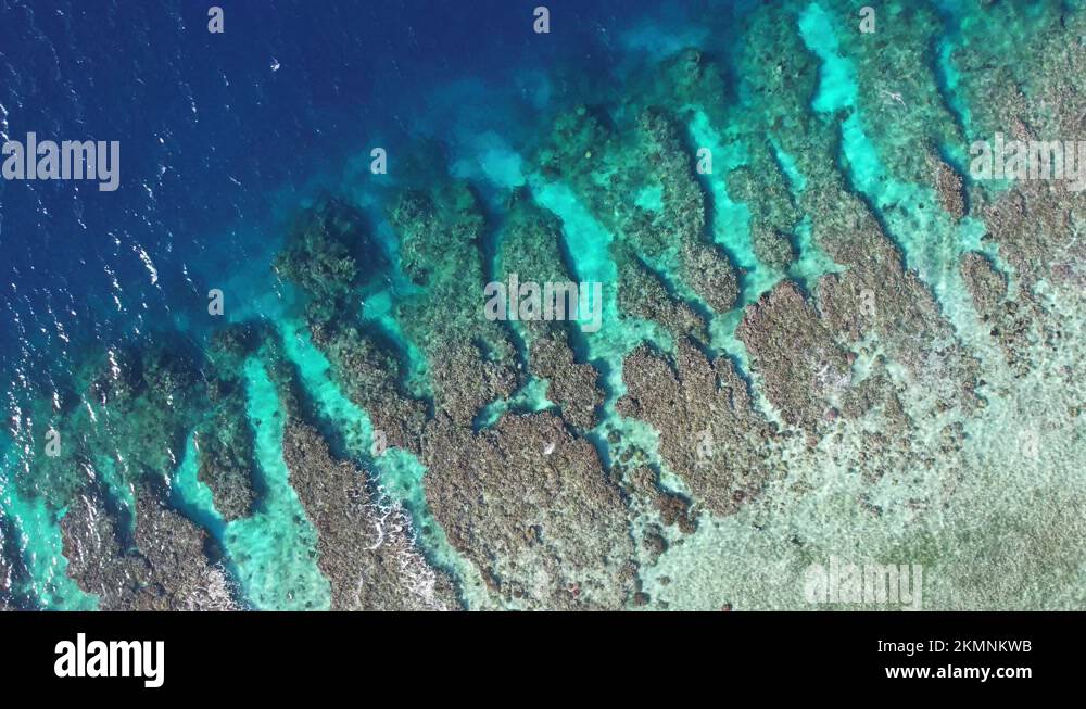 Coral reef of Utila island, Honduras. The Mesoamerican Barrier Reef ...