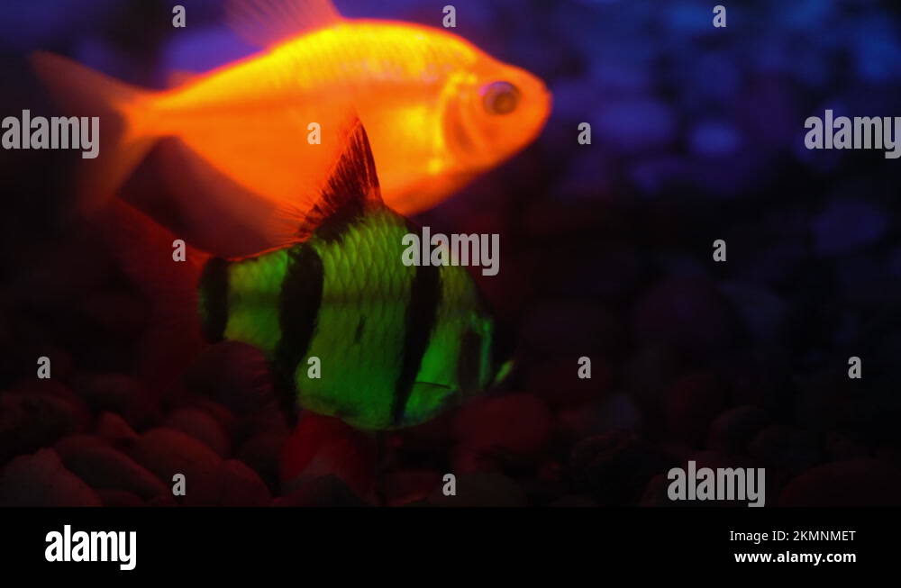 Tetra and Tiger Barb fishes genetically engineered to glow Stock Video ...