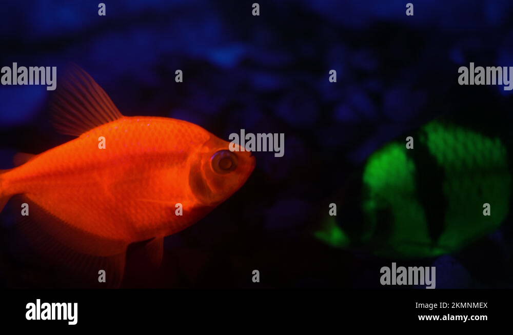 Fluorescent fish Stock Videos & Footage - HD and 4K Video Clips - Alamy
