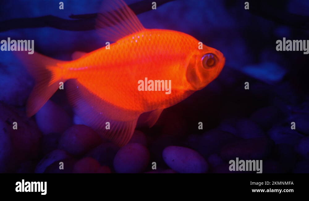 Fluorescent fish (tetra) glows in blue light Stock Video Footage - Alamy