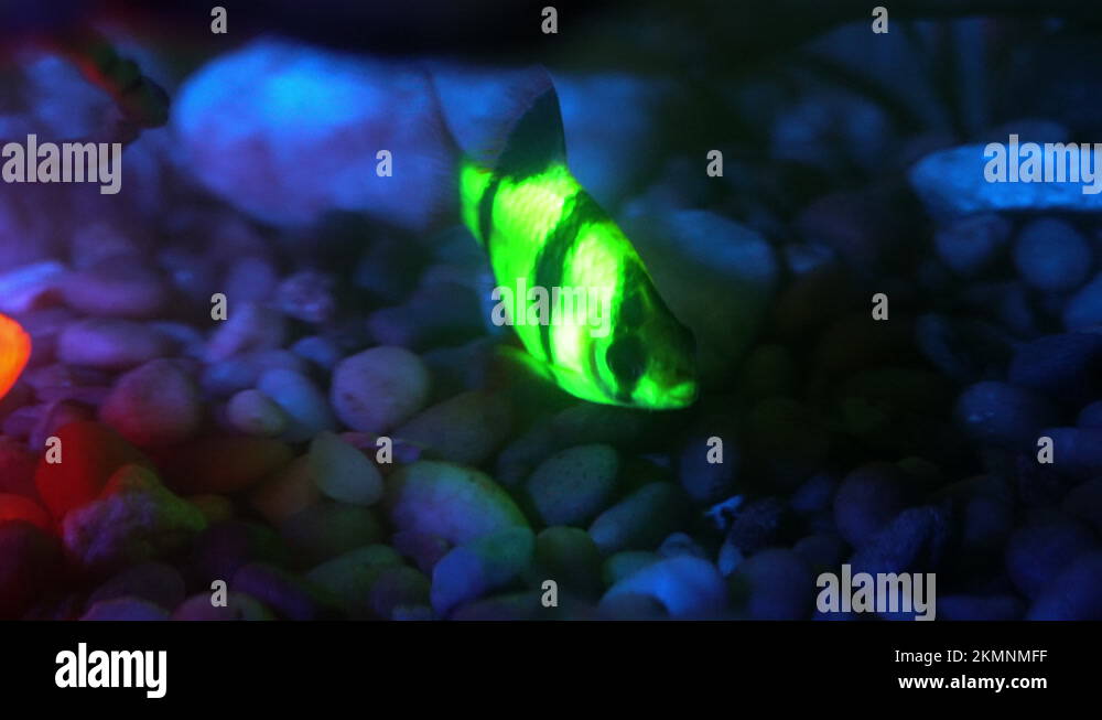 Genetically modified fluorescent fish glow Stock Video Footage - Alamy