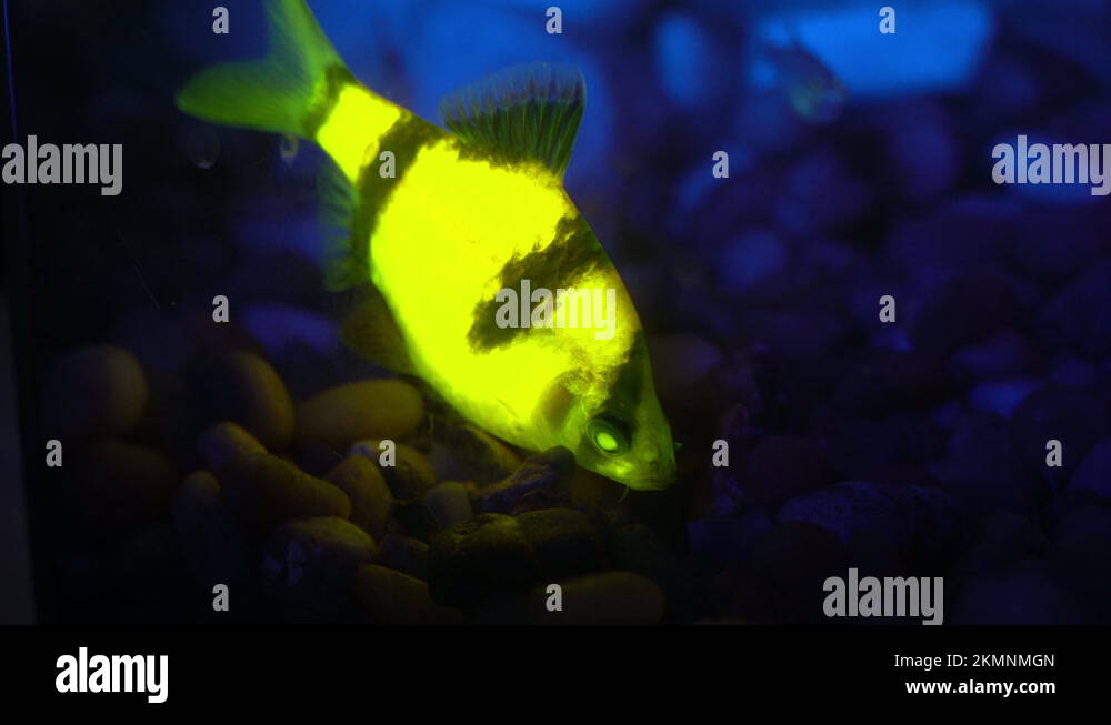 Fluorescent Tiger Barb (Puntigrus tetrazona) fish glows Stock Video ...