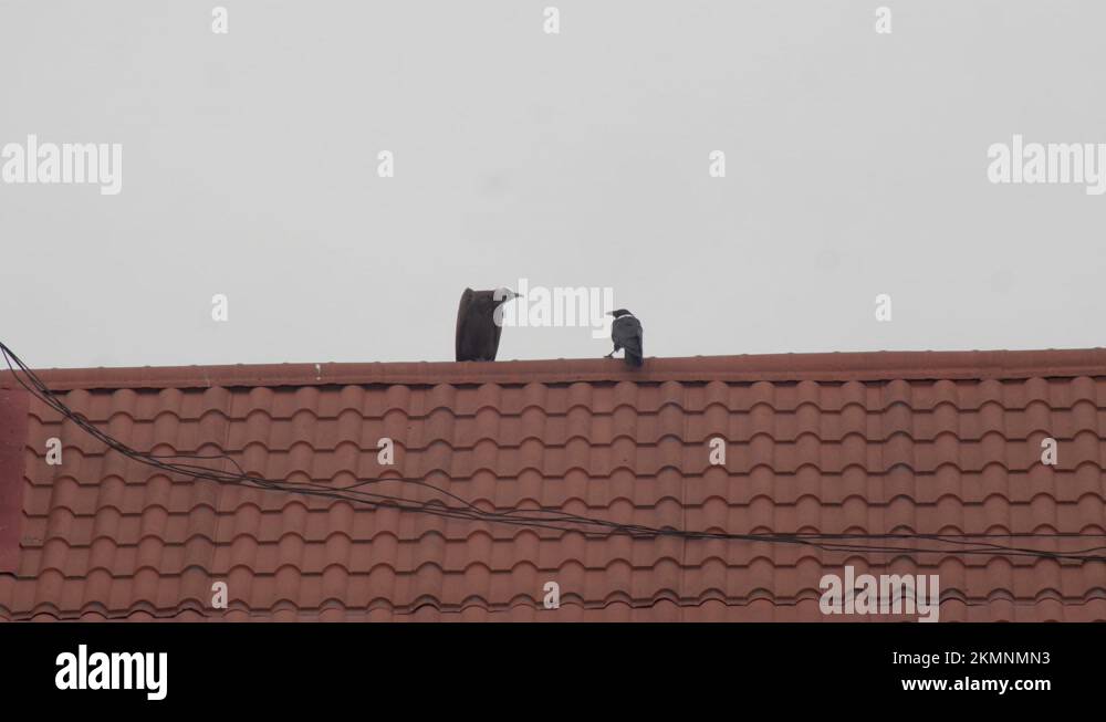 Crow prey on roof Stock Videos & Footage - HD and 4K Video Clips - Alamy