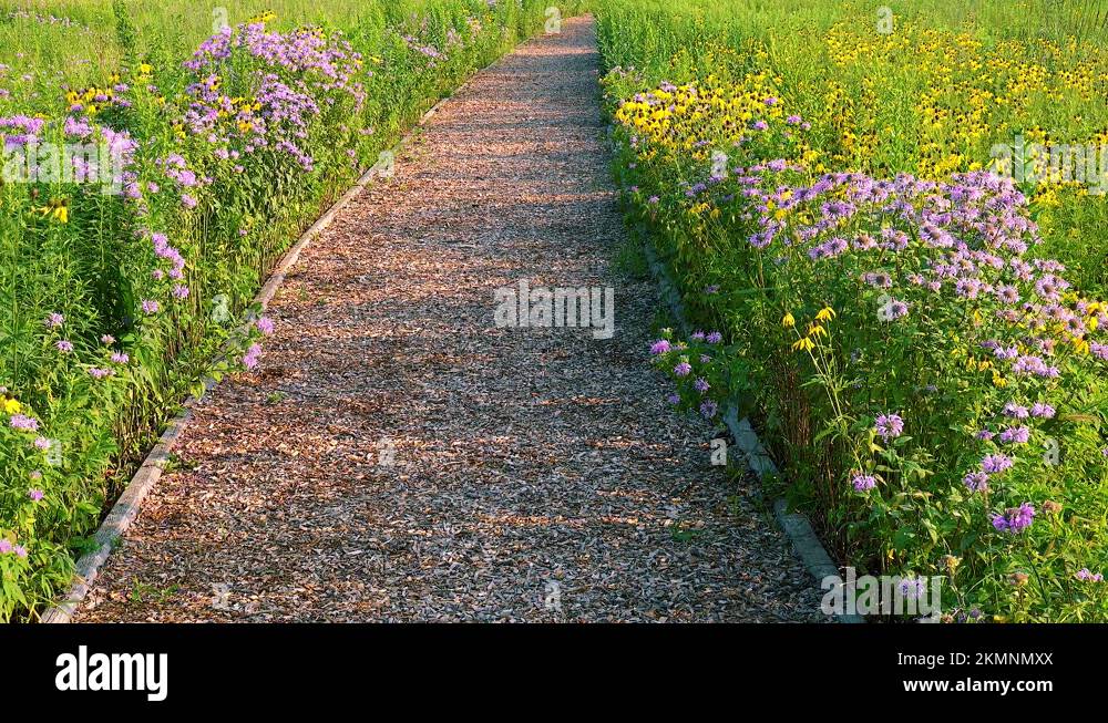 Path wildflowers Stock Videos & Footage - HD and 4K Video Clips - Alamy