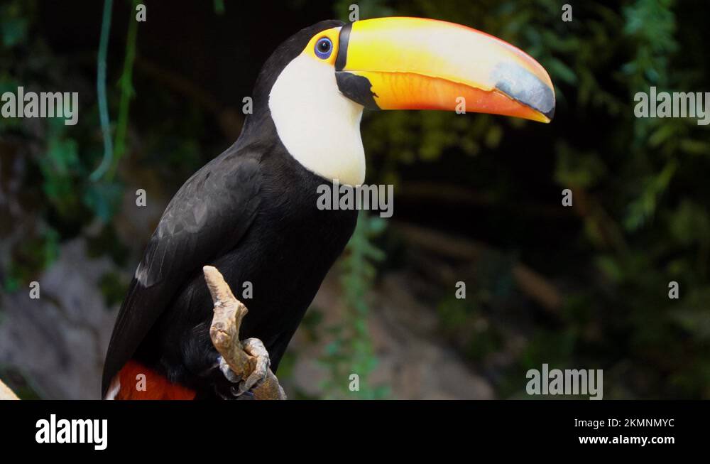 Close up of a toco toucan detailed beak and blue eyes profile standing ...
