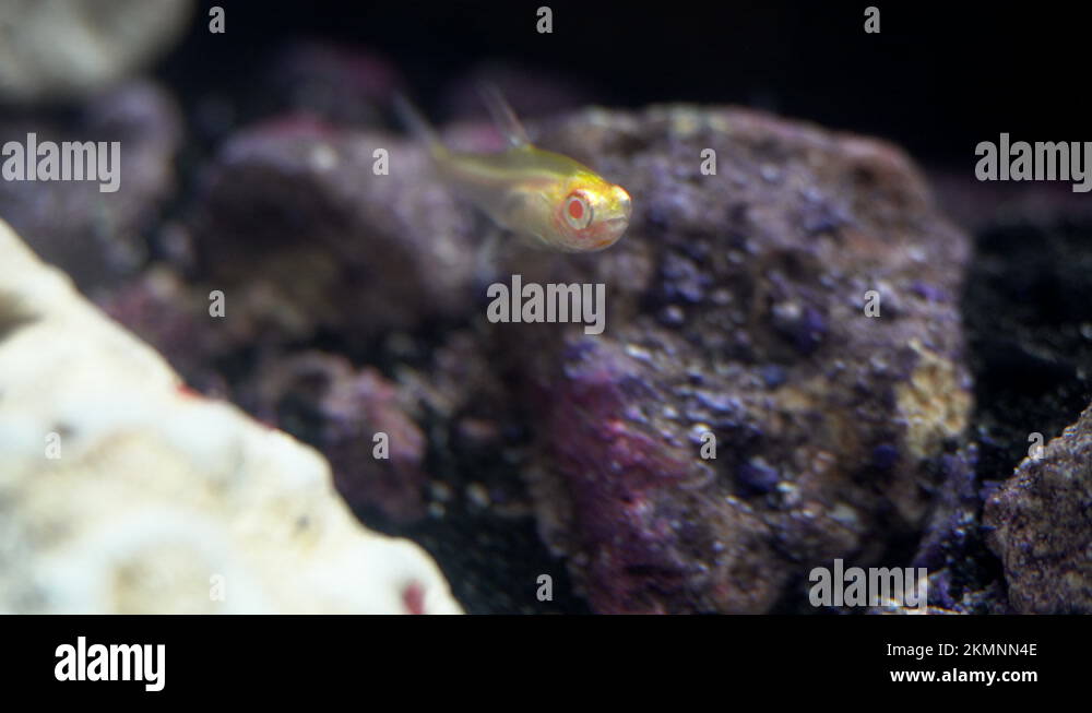 Albino fish cave Stock Videos & Footage - HD and 4K Video Clips - Alamy