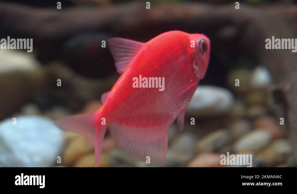 Genetically modified GloFish tetra in daylight Stock Video Footage - Alamy