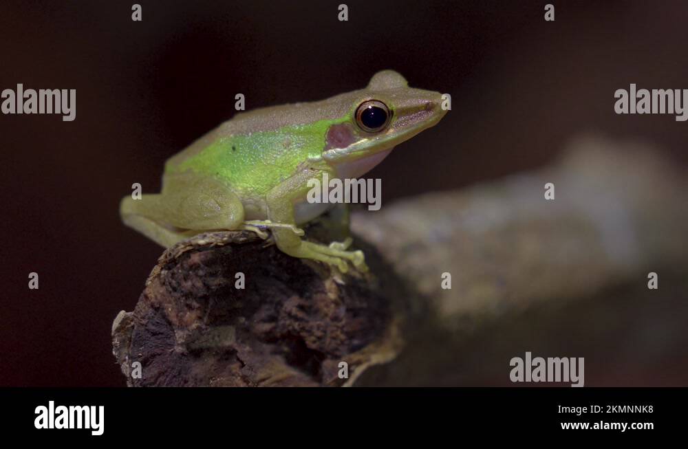 Malayan White-lipped Tree Frog (Chalcorana labialis) sitting on tree ...