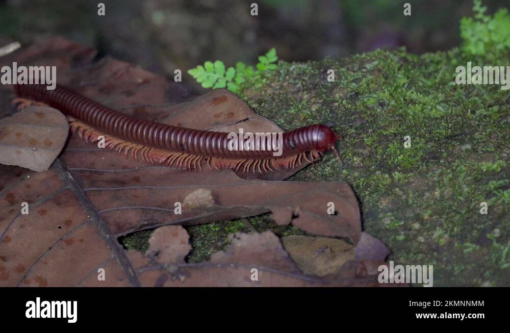 Asian giant millipede Stock Videos & Footage - HD and 4K Video Clips ...