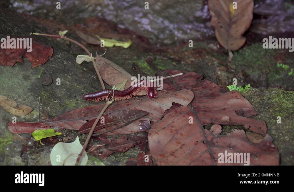 Asian Giant Millipede or Asian Red Millipede (Thyropygus spirobolinae ...