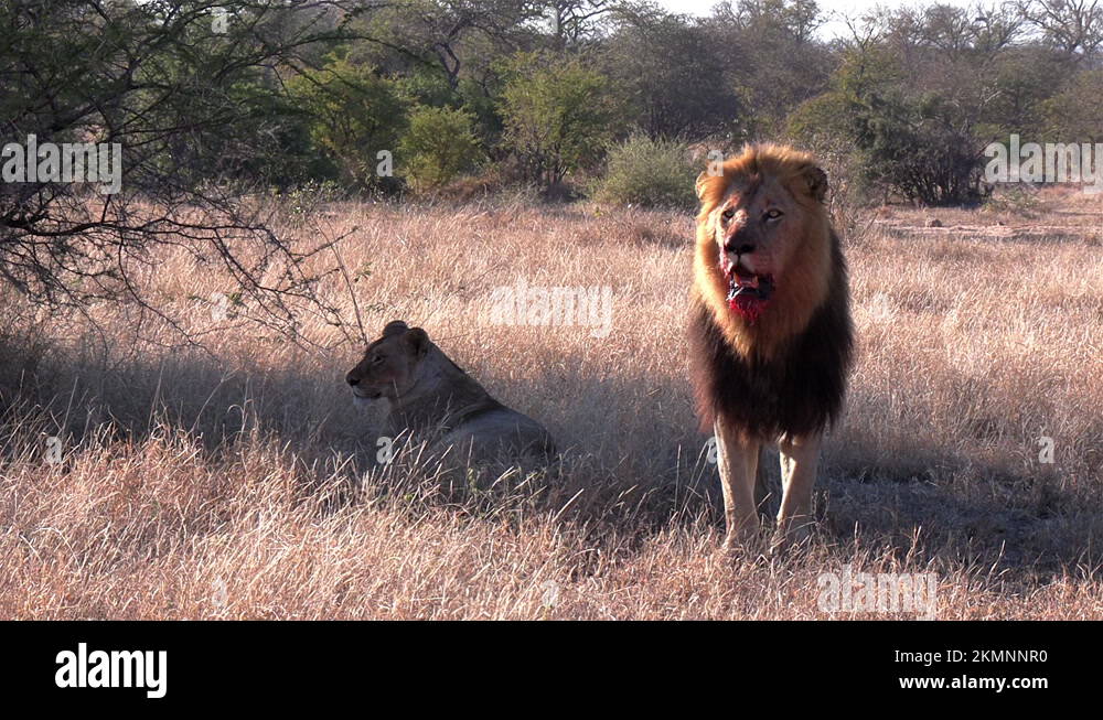 Lion blood face Stock Videos & Footage - HD and 4K Video Clips - Alamy