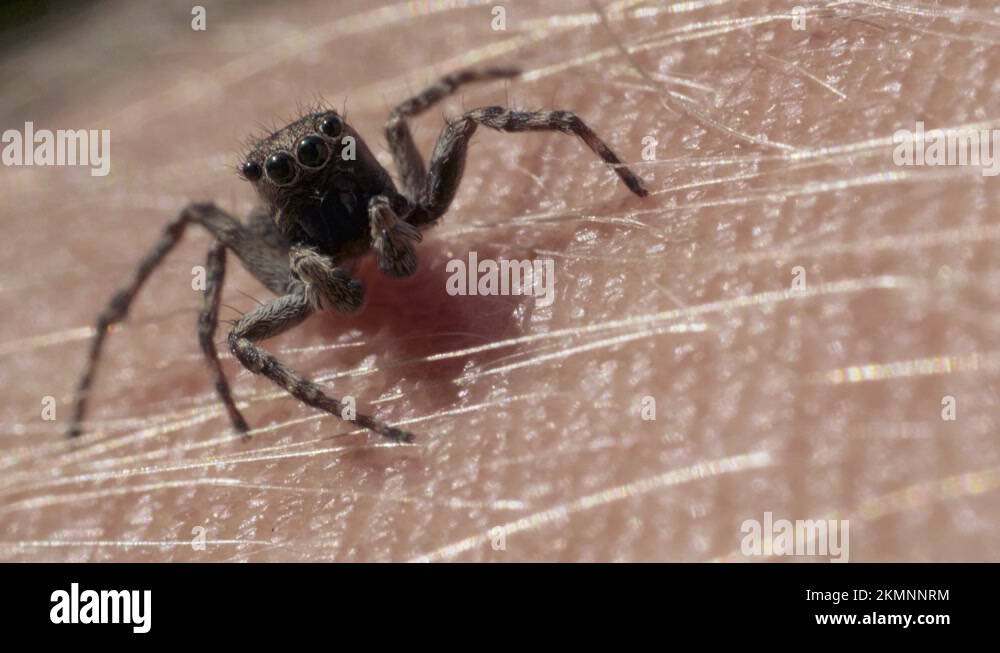 Jumping Spider insect, family Salticidae, on the human skin of hand ...