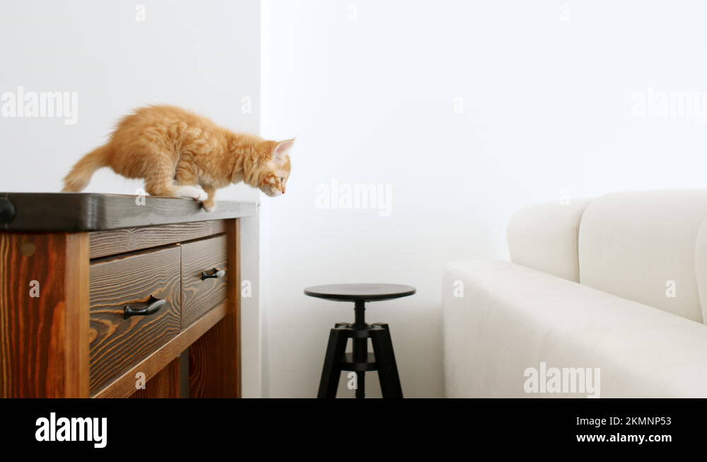 Ginger cat jumping Stock Videos & Footage - HD and 4K Video Clips - Alamy