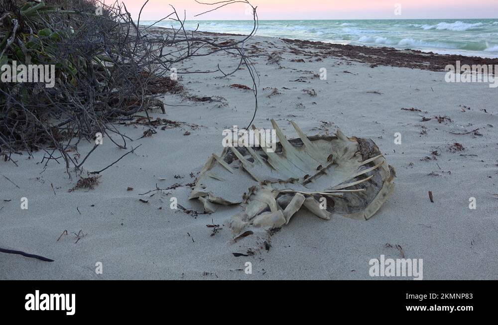 Shell of a dead sea turtle with skeleton parts on the Ria Lagartos wild ...