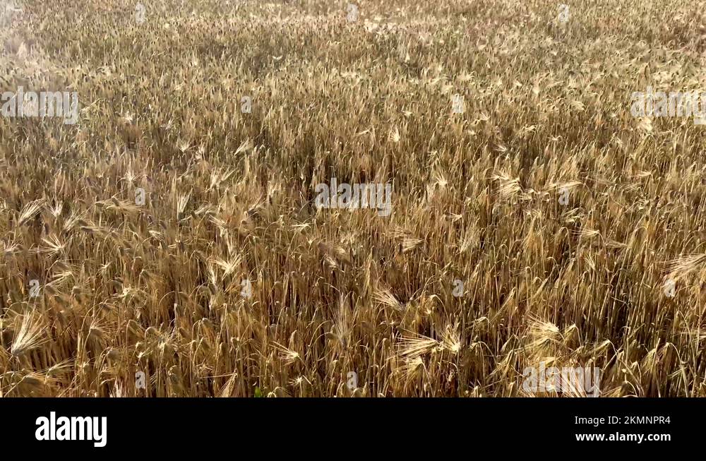 Ripe field crops Stock Videos & Footage - HD and 4K Video Clips - Alamy
