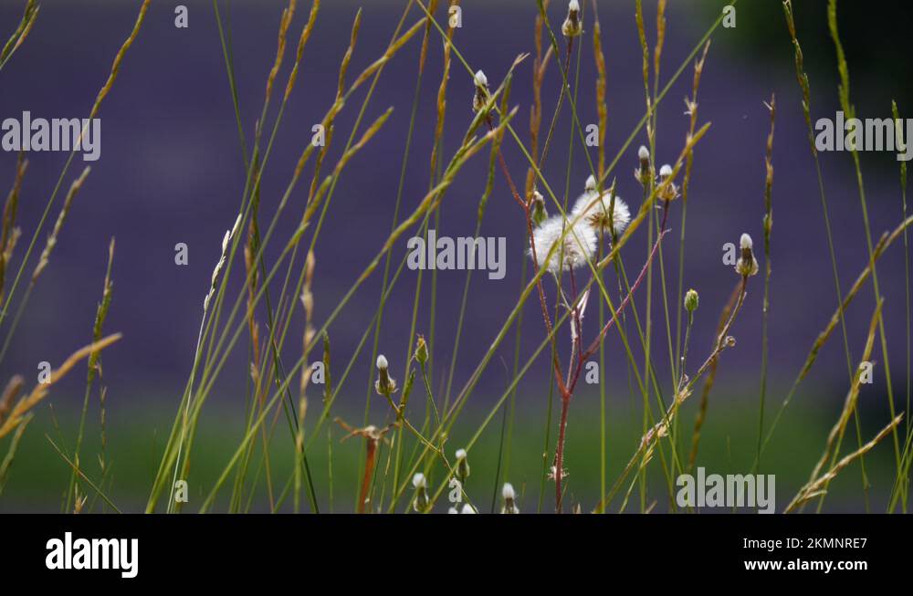 Provence grass Stock Videos & Footage - HD and 4K Video Clips - Alamy