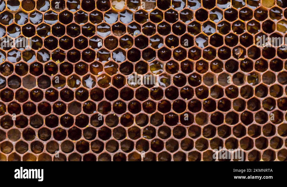 wooden honey frame with propolis and honey, slow motion 4k close-up ...